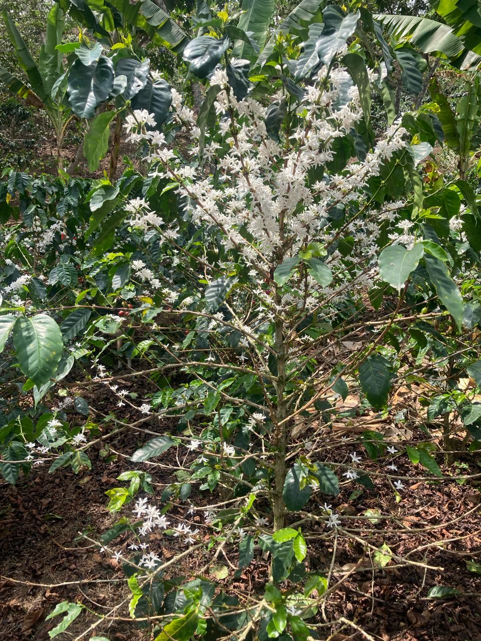 FLORECEN los cafetales en Santander y reaparece la lluvia