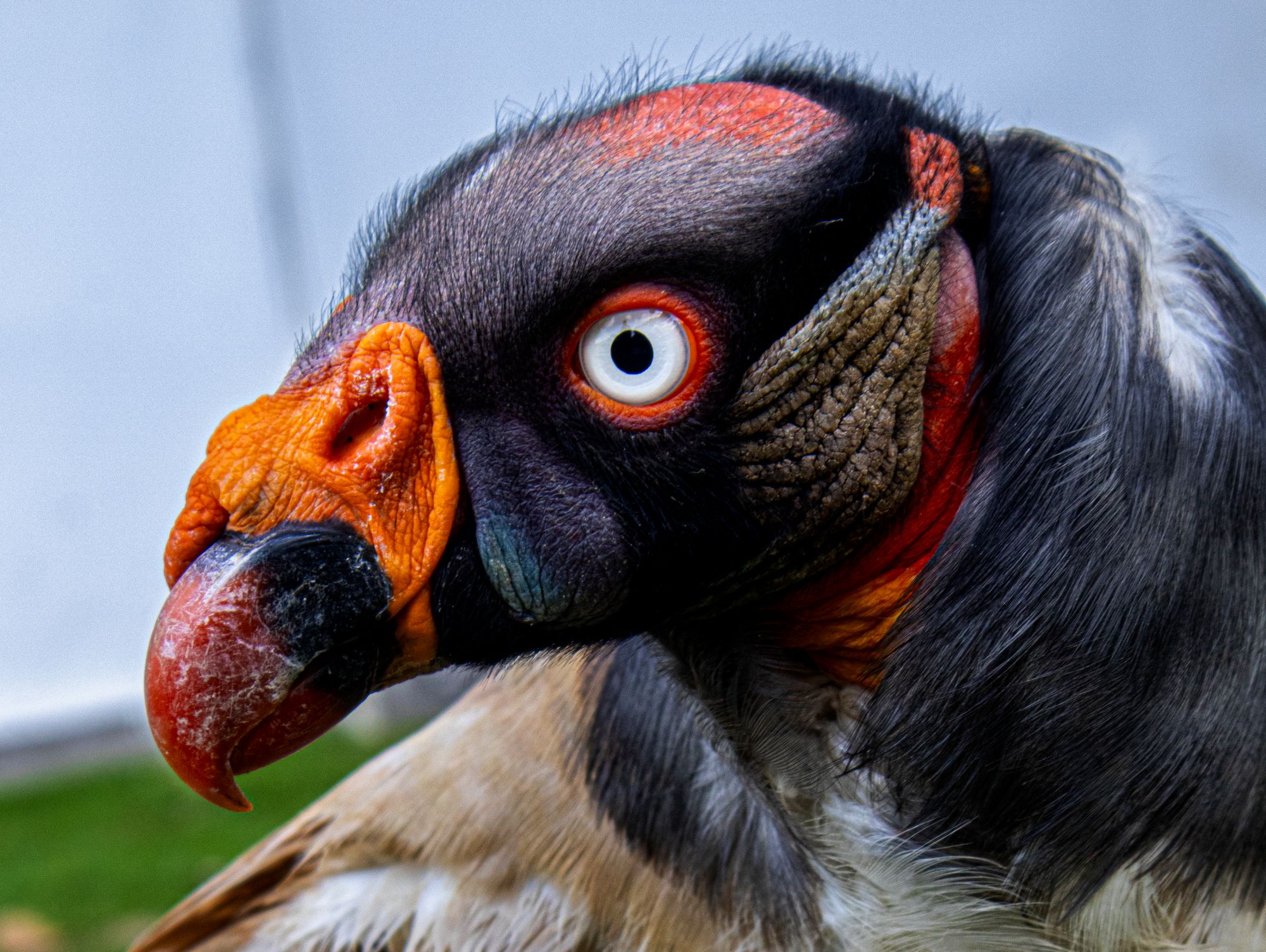 Rescatan imponente Rey Gallinazo que se encontraba cautivo en Santander