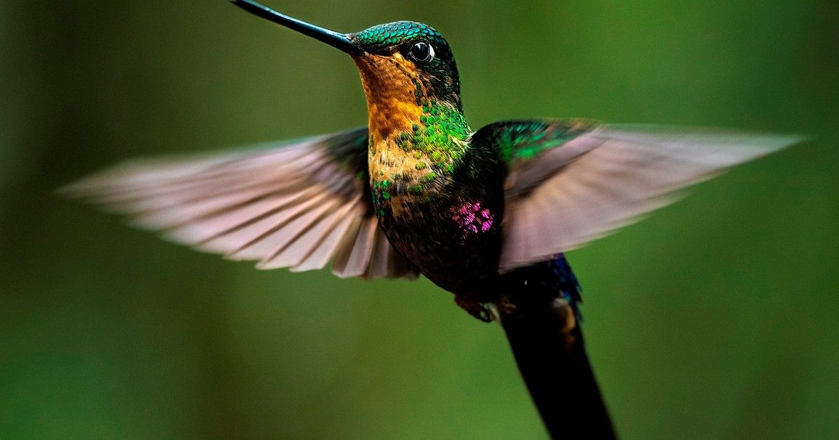 Tecnología solar impulsa investigación de colibríes en altas montañas